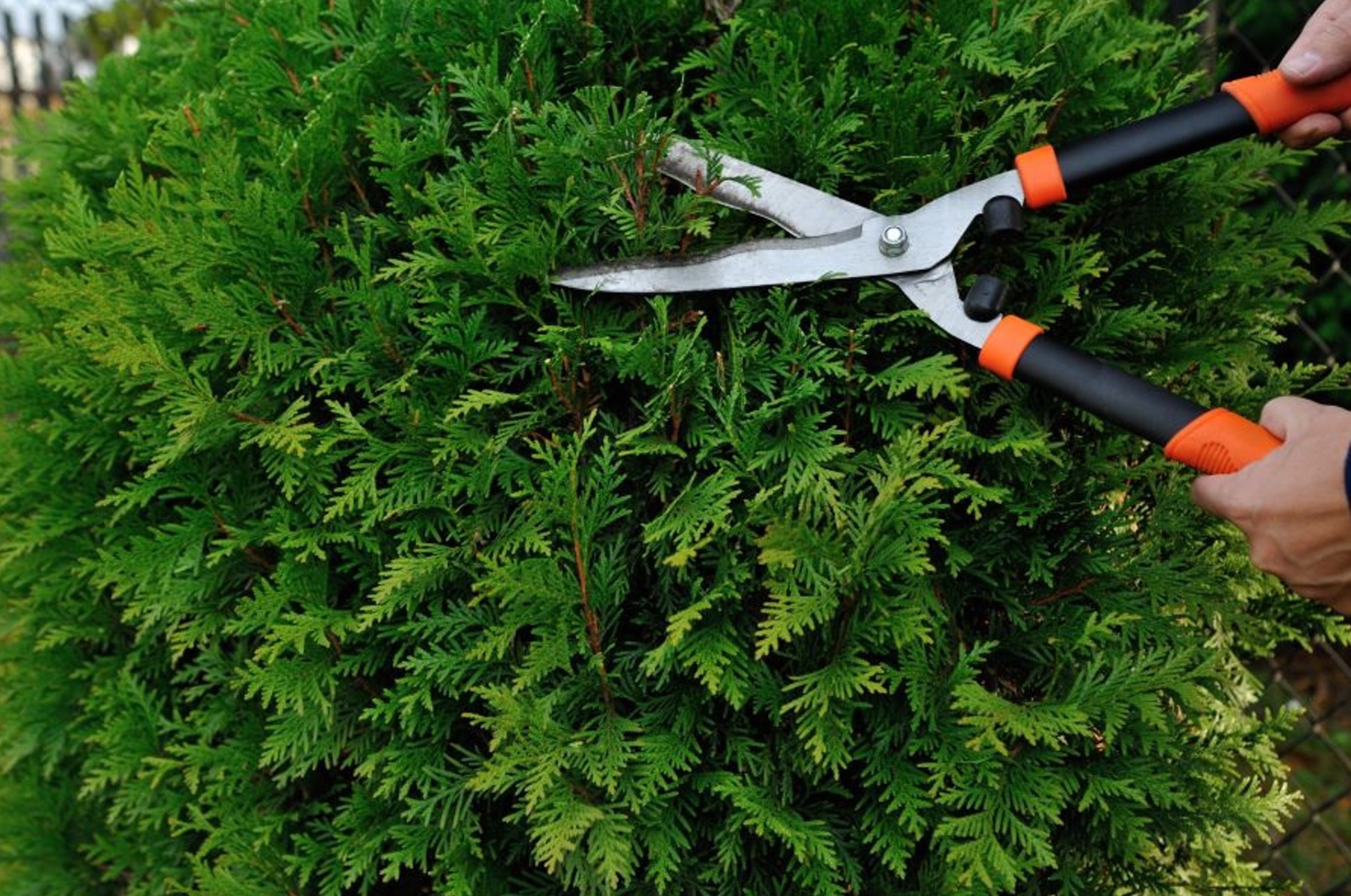 Shrub Trimming 101: How to Trim and Prune Shrubs - Everything You Need ...