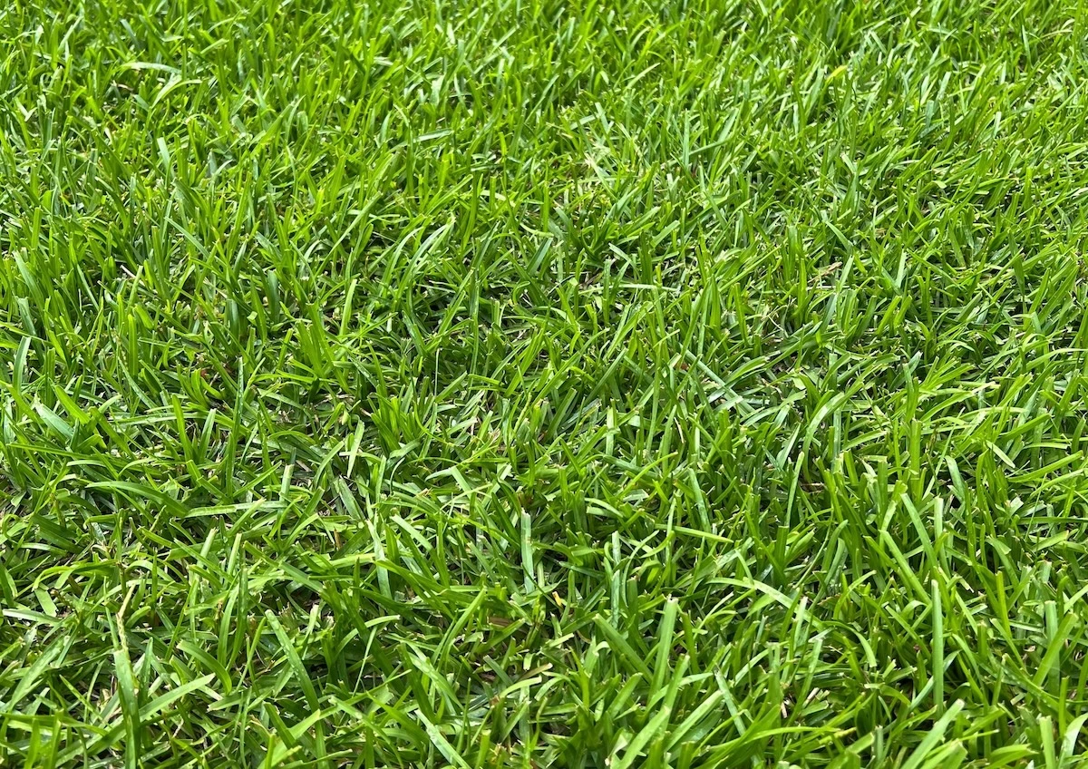 Centipede Grass